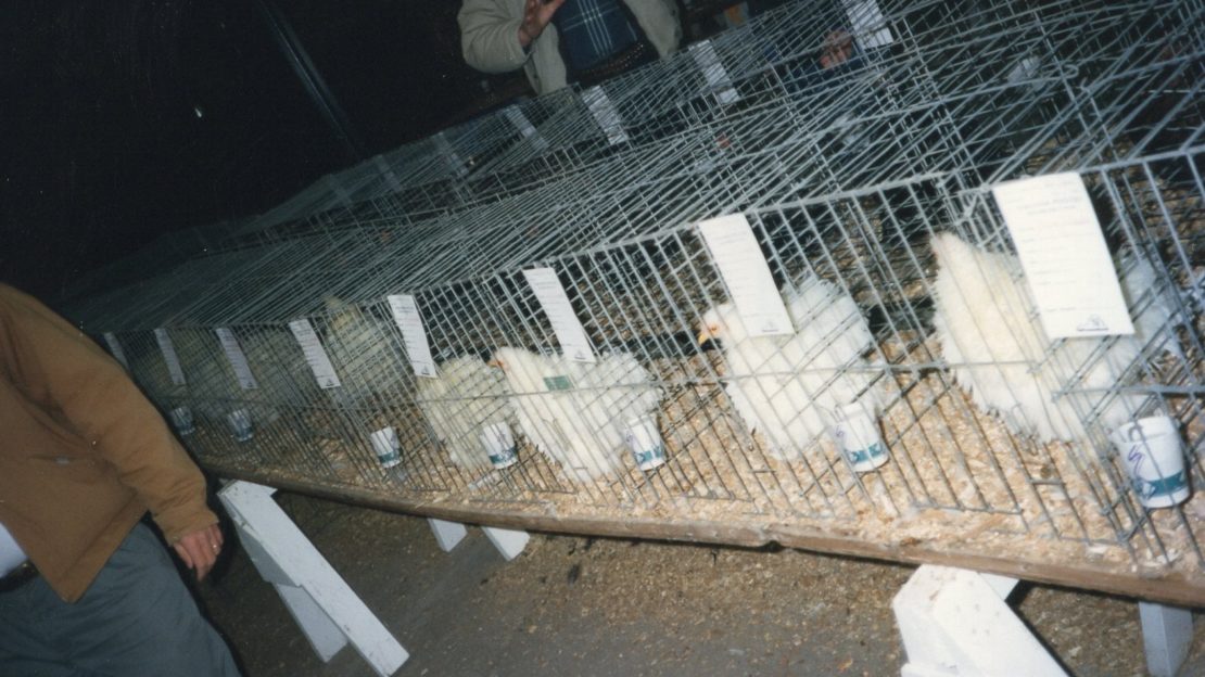 Please enjoy our photo gallery. - Virginia Poultry Breeders Association