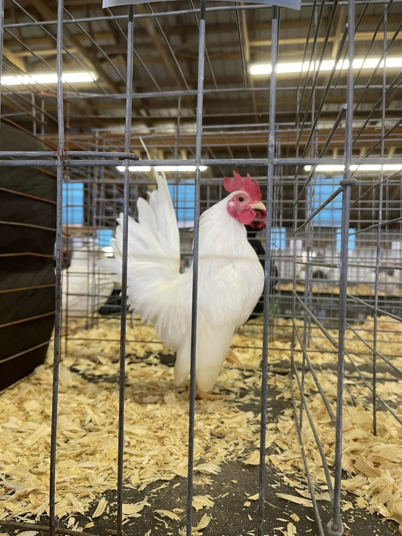 Please enjoy our photo gallery. - Virginia Poultry Breeders Association