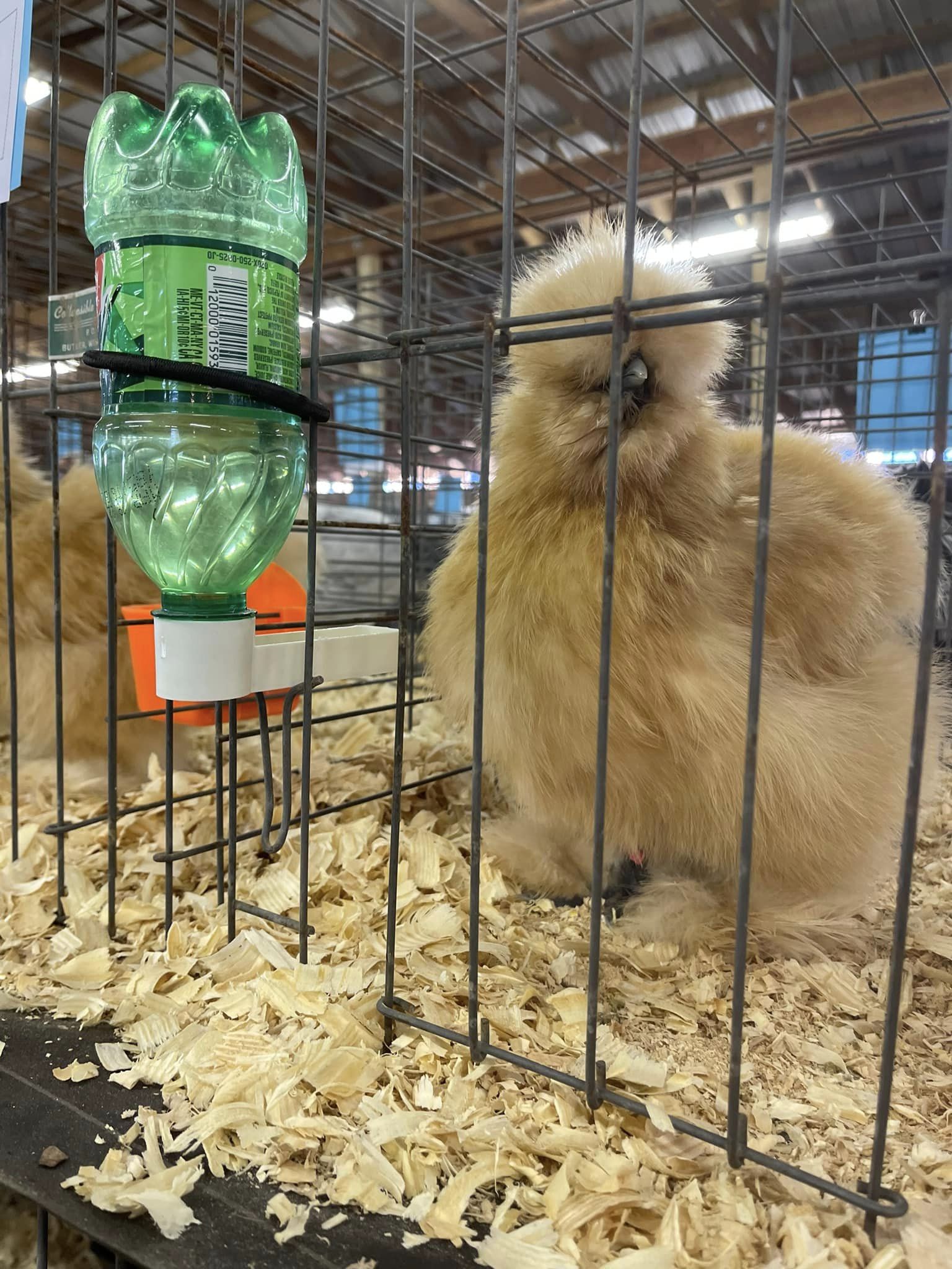 Please enjoy our photo gallery. - Virginia Poultry Breeders Association