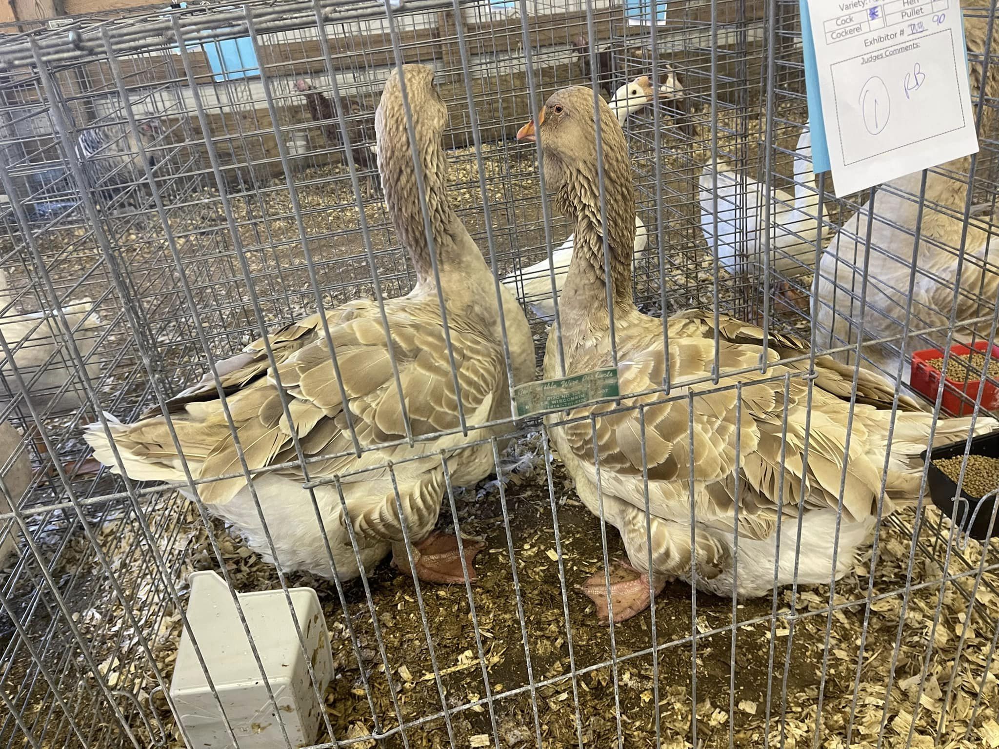 Please enjoy our photo gallery. - Virginia Poultry Breeders Association