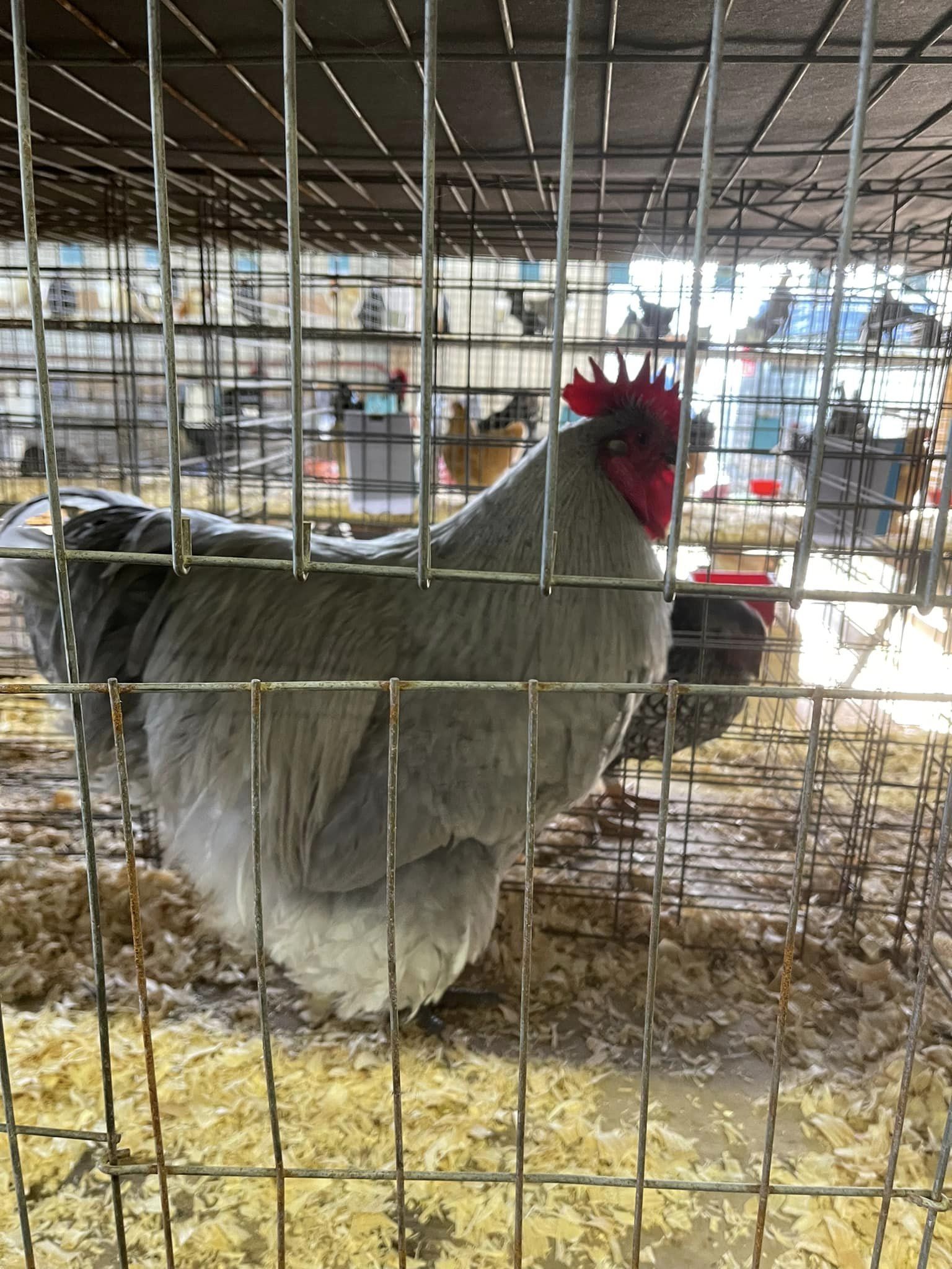 Please enjoy our photo gallery. - Virginia Poultry Breeders Association