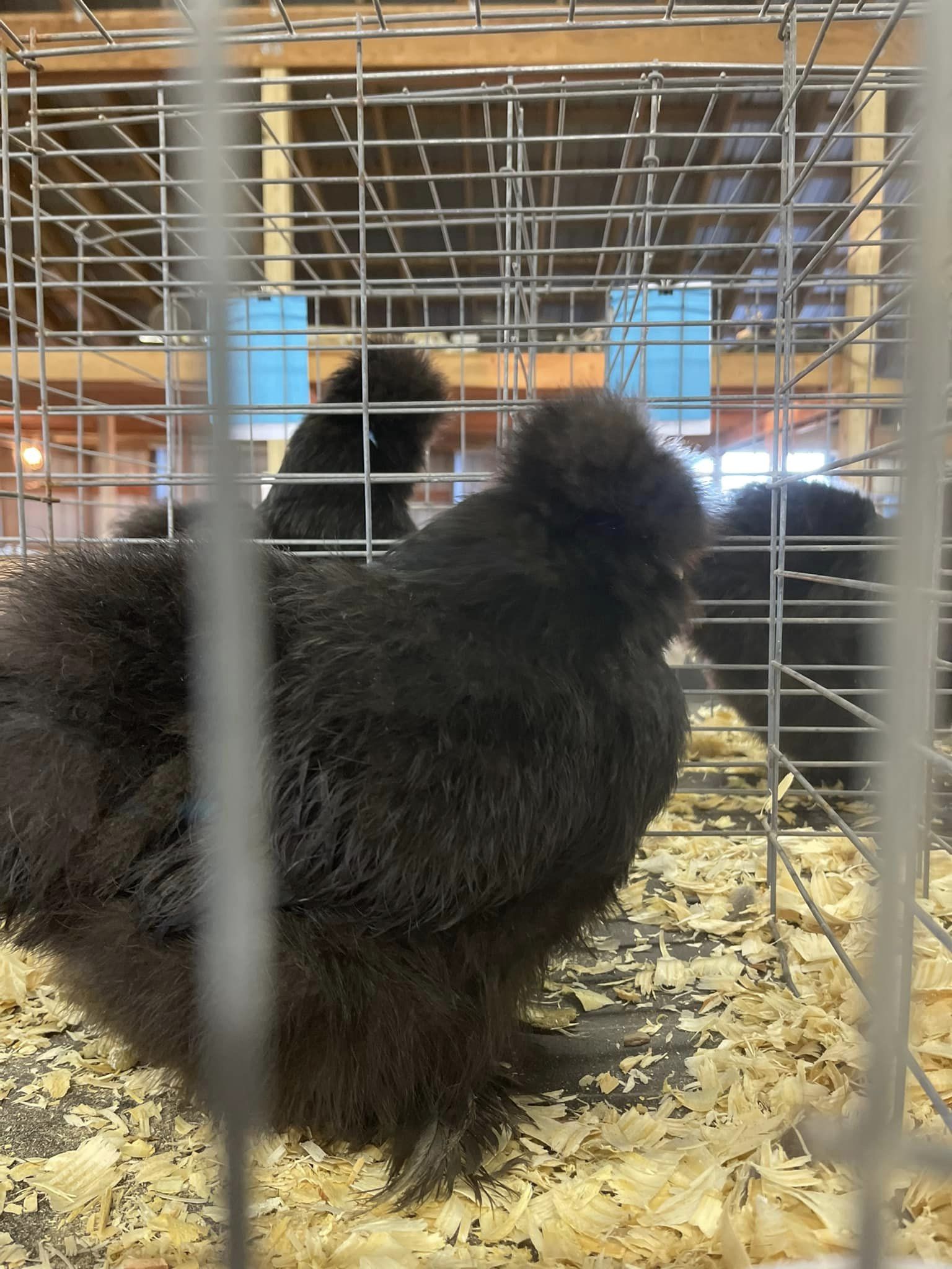 Please enjoy our photo gallery. - Virginia Poultry Breeders Association