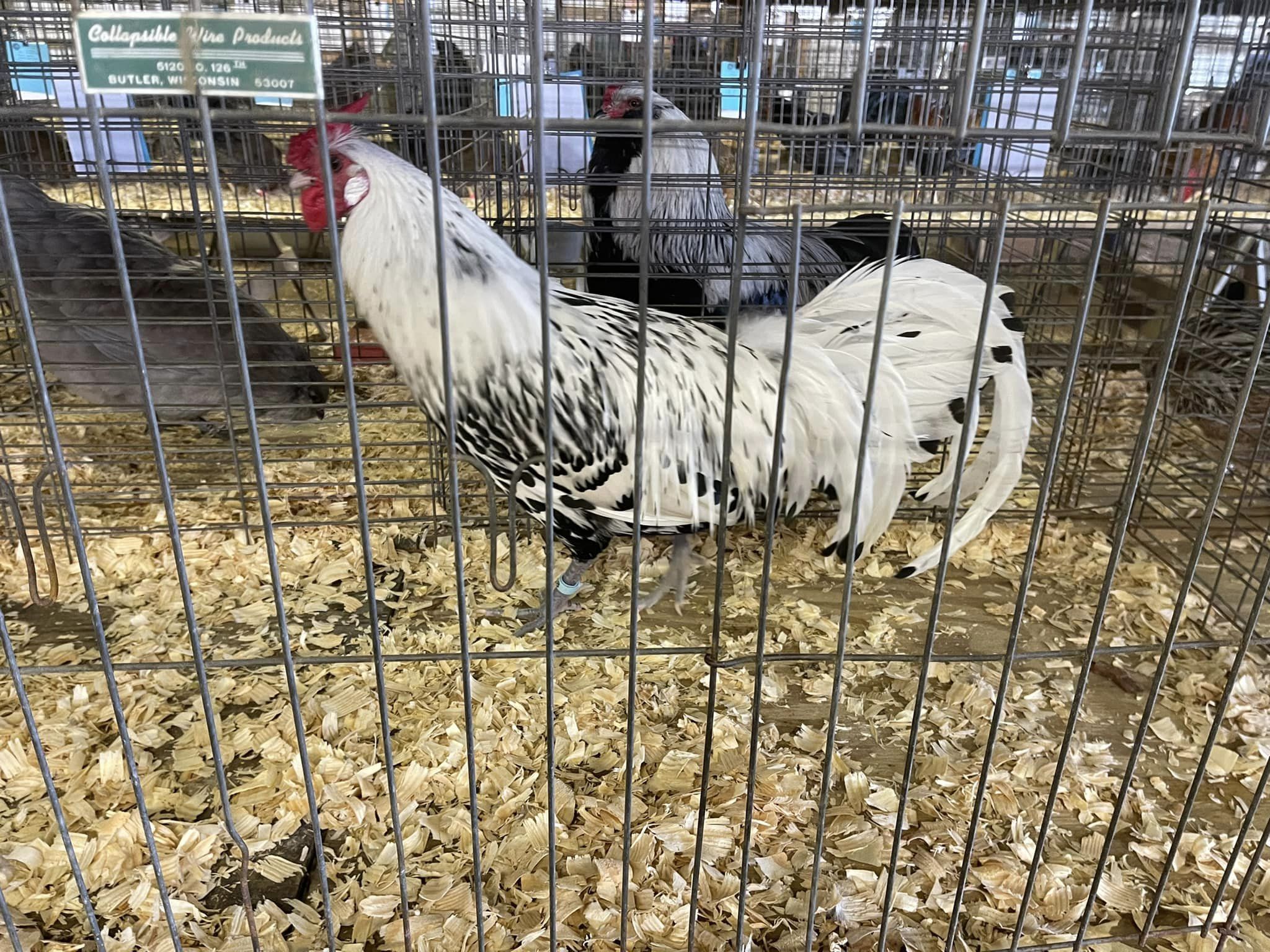Please enjoy our photo gallery. – Virginia Poultry Breeders Association