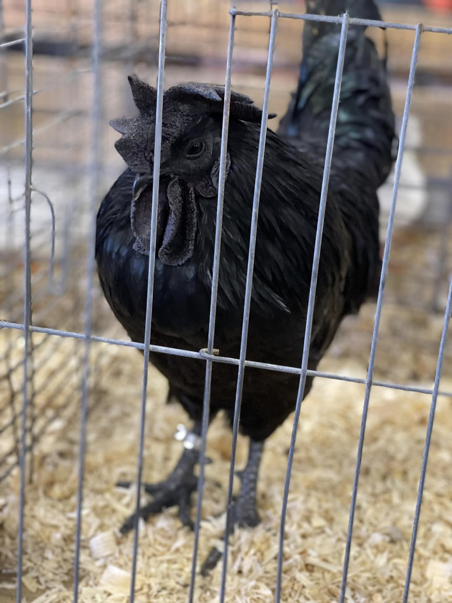 Please enjoy our photo gallery. – Virginia Poultry Breeders Association
