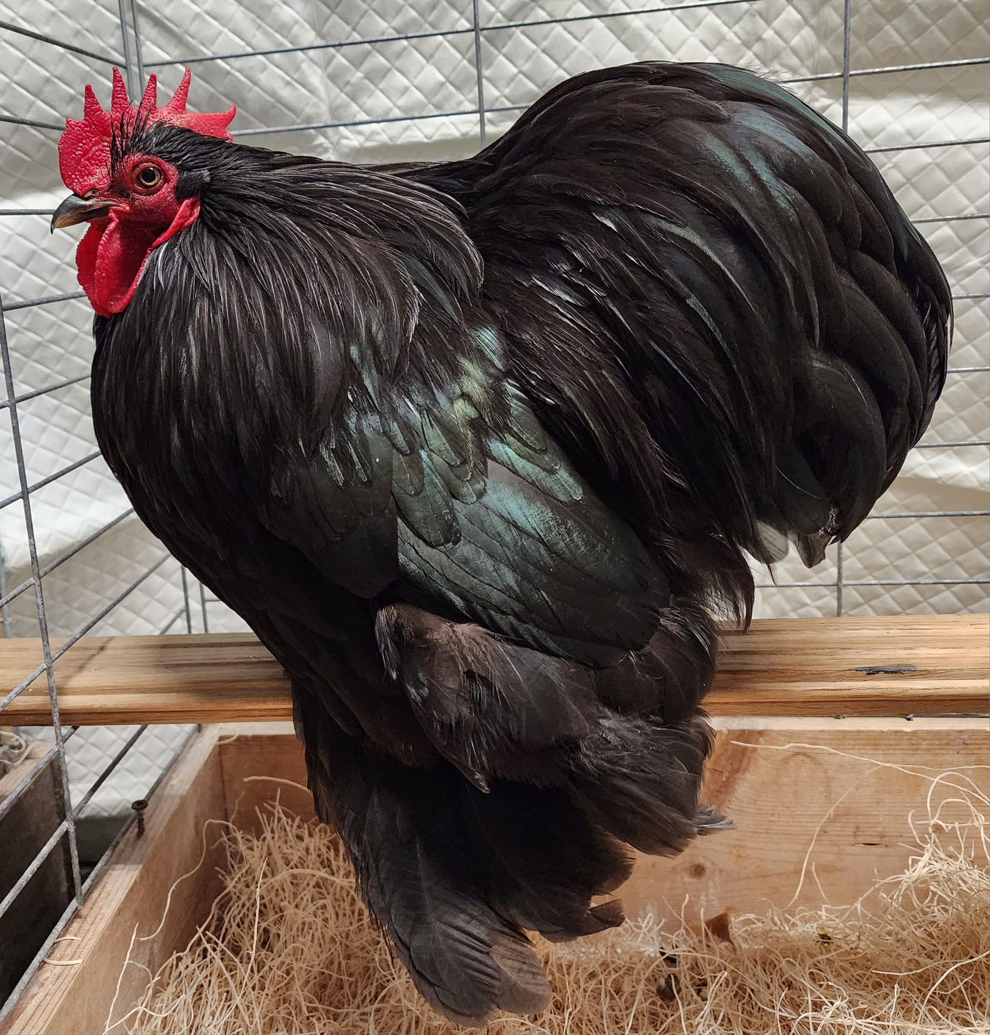 Please enjoy our photo gallery. - Virginia Poultry Breeders Association
