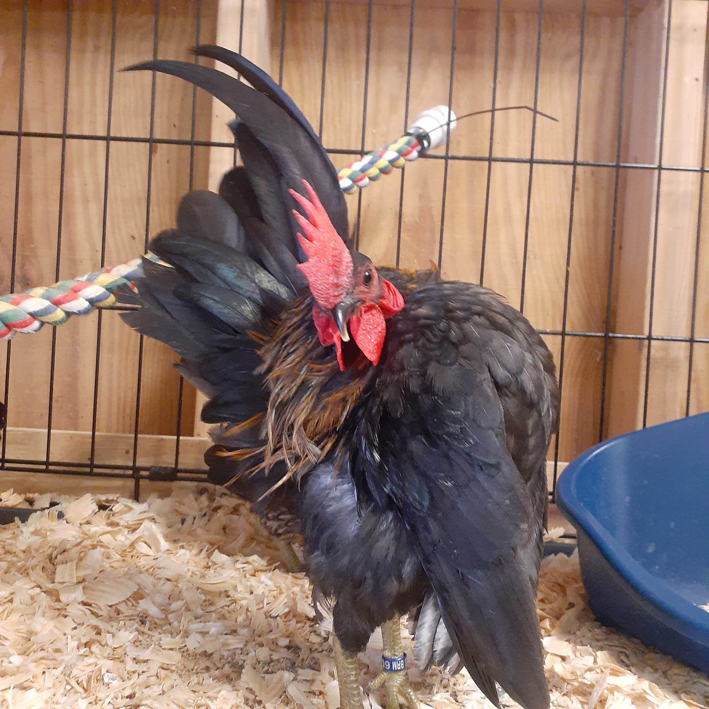 Please enjoy our photo gallery. - Virginia Poultry Breeders Association